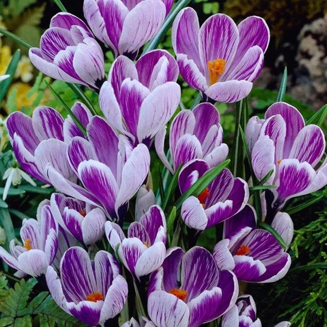5 Crocus Sativus Dutch Crocus Bulbs F8000-352 - Etsy