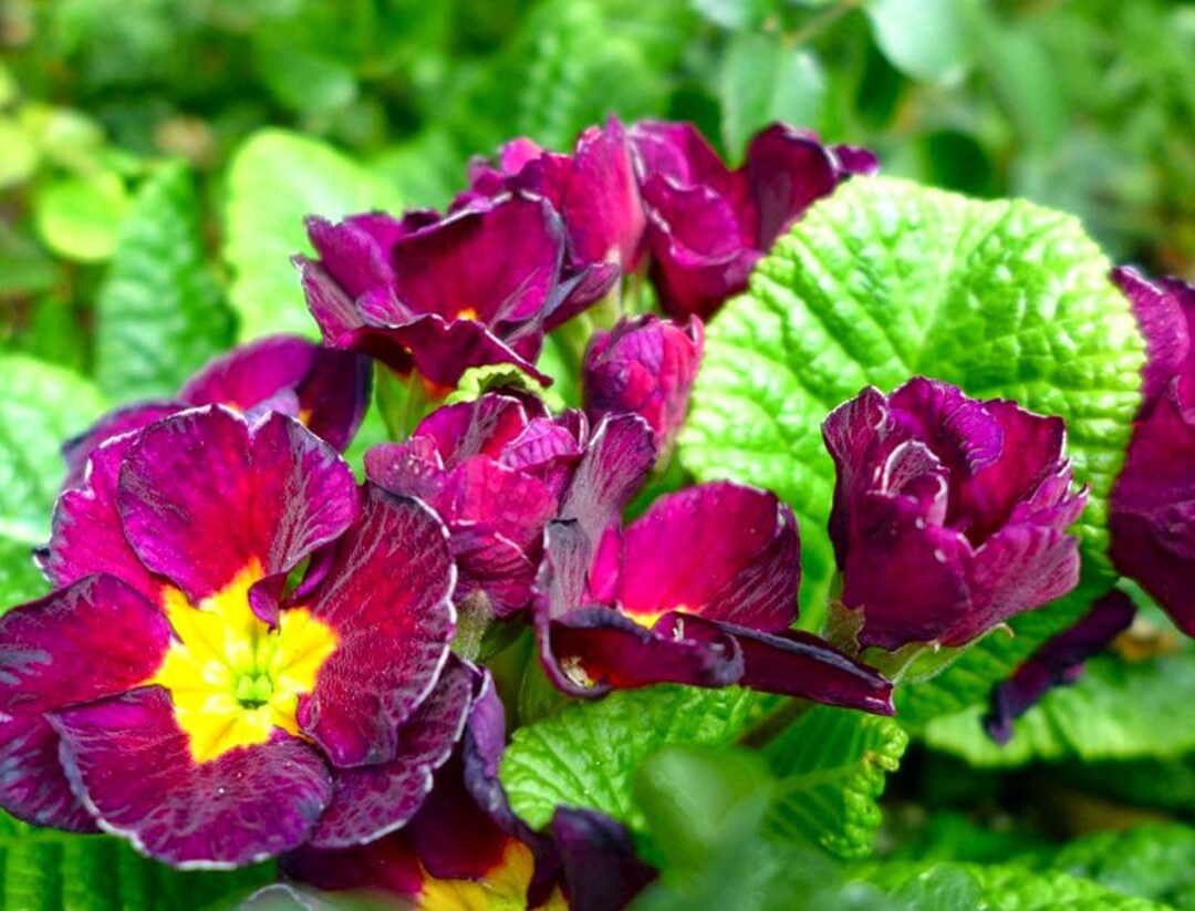 20 Primula Vulgaris Flower Seeds BW91055-66 - Etsy