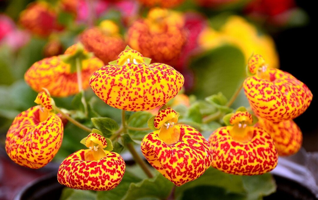 10 Rare Slipper Flower Fascination Flower Seeds EW91001-1 - Etsy