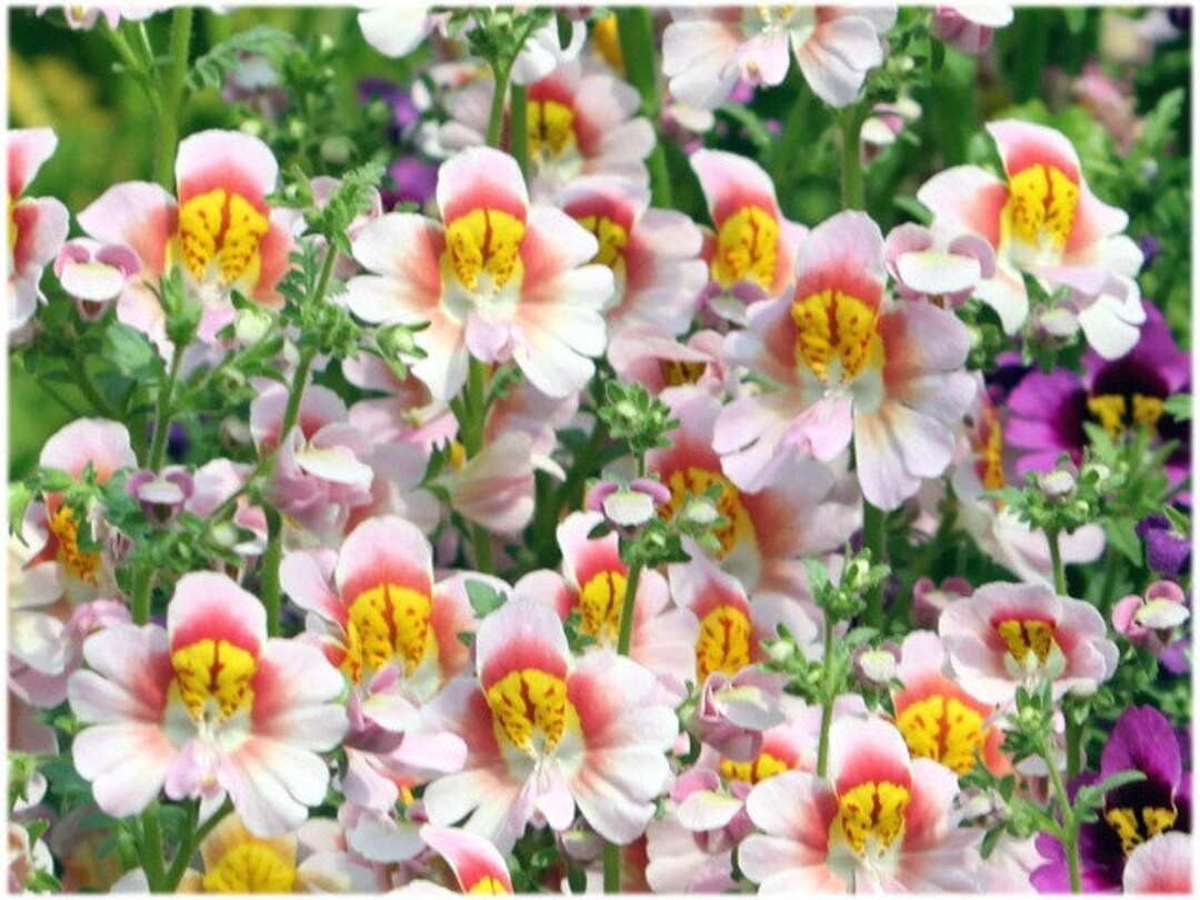 30 Schizanthus Butterfly Flower Seeds EW91007-4 - Etsy