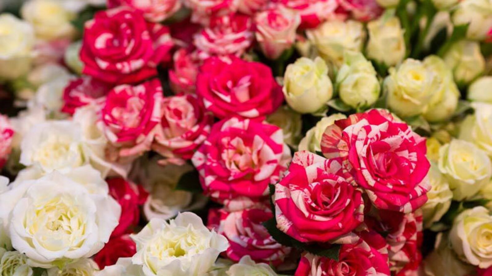 10 Rose Rosa Bush Shrub Perennial Flower Seeds FW94060 - Etsy