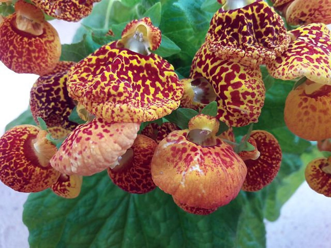 10 Rare Slipper Flower Fascination Flower Seeds EW91001-25 - Etsy