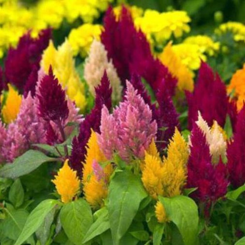 Cockscomb Seeds - Etsy