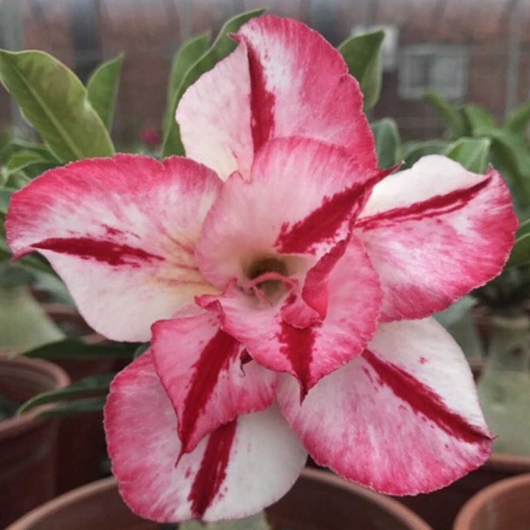 5 Rare Desert Rose Flowers Seeds FW95227-13 - Etsy