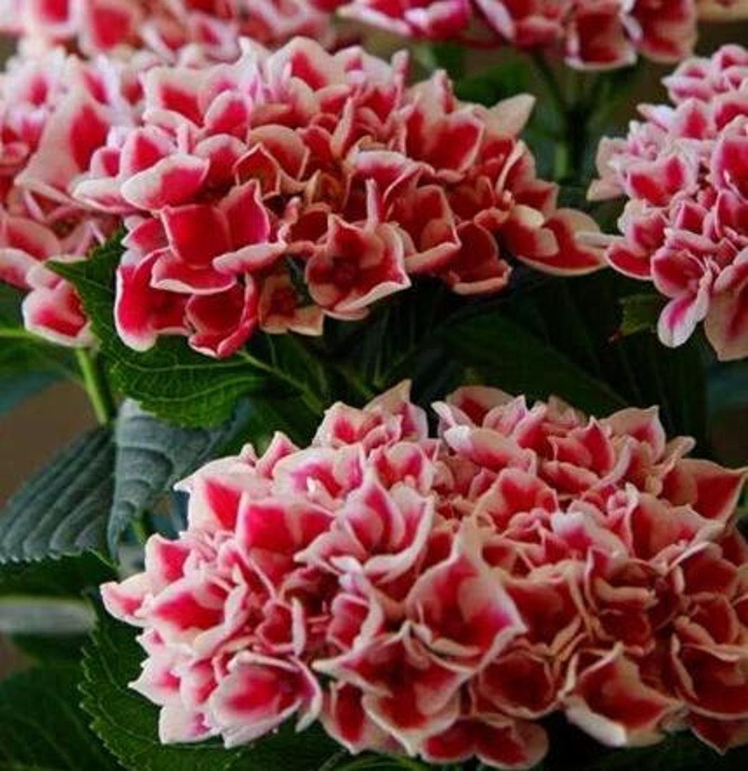 10 Rare Hydrangea Flower Seeds CW91072-411 - Etsy
