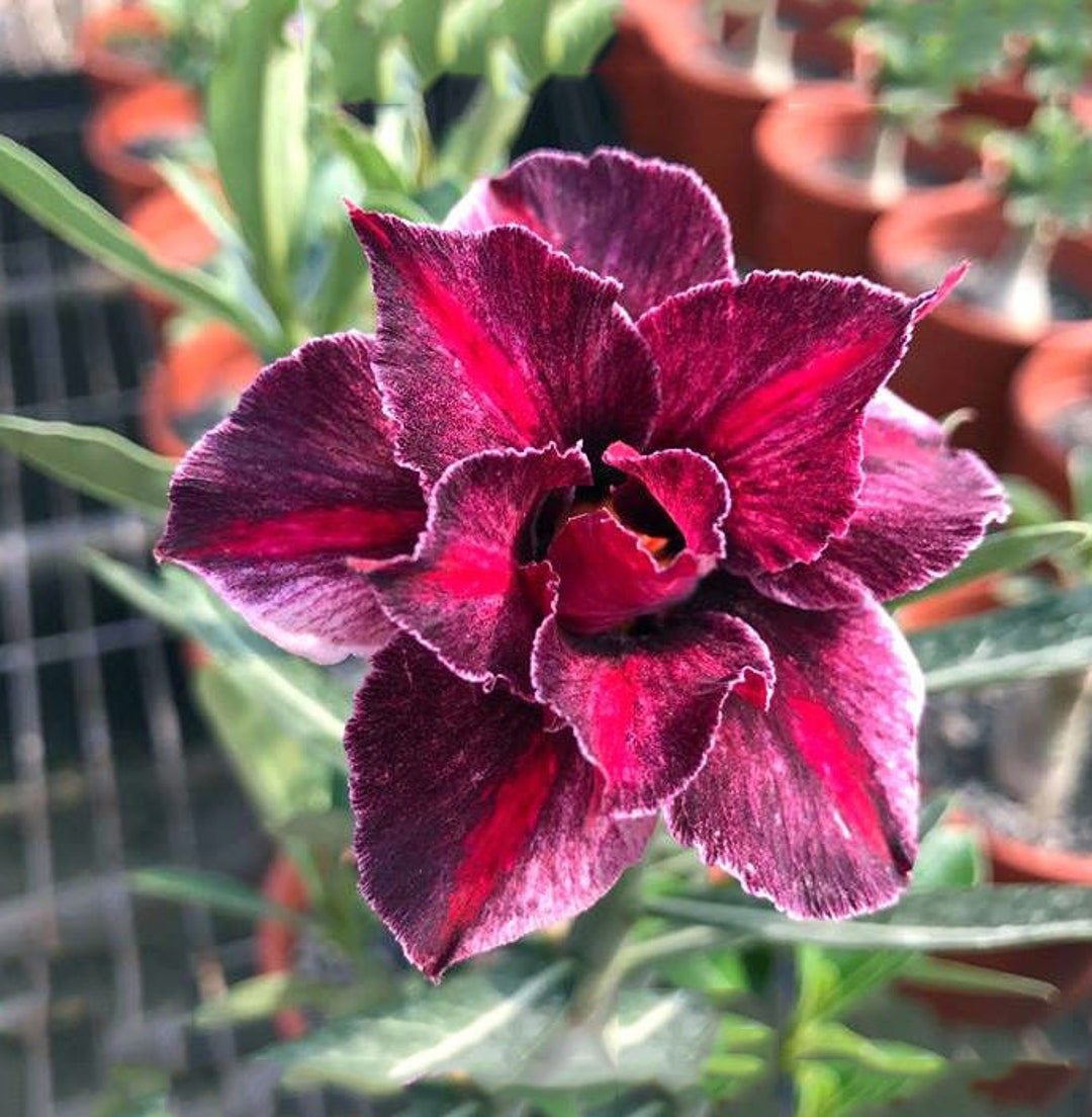 5 Rare Desert Rose Flowers Seeds FW95227-70 - Etsy