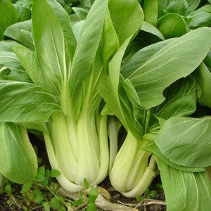 1000 Chinese Cabbage Chinese Shanghai Green Baby Bok Choy Seeds V1031 ...