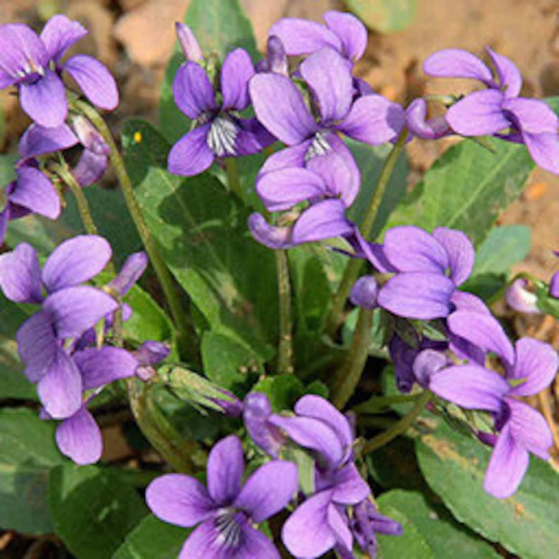 50 Viola Odorata Queen Charlotte Flower Seeds BW91069 - Etsy
