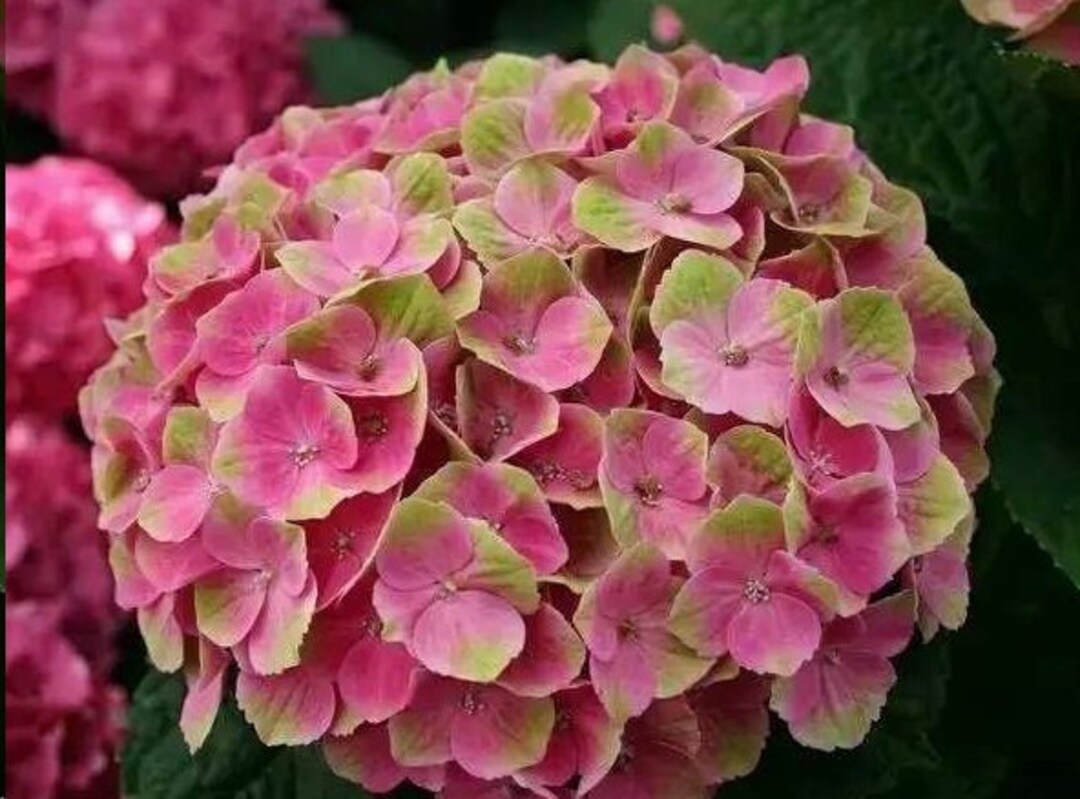10 Rare Hydrangea Flower Seeds CW91072-46 - Etsy