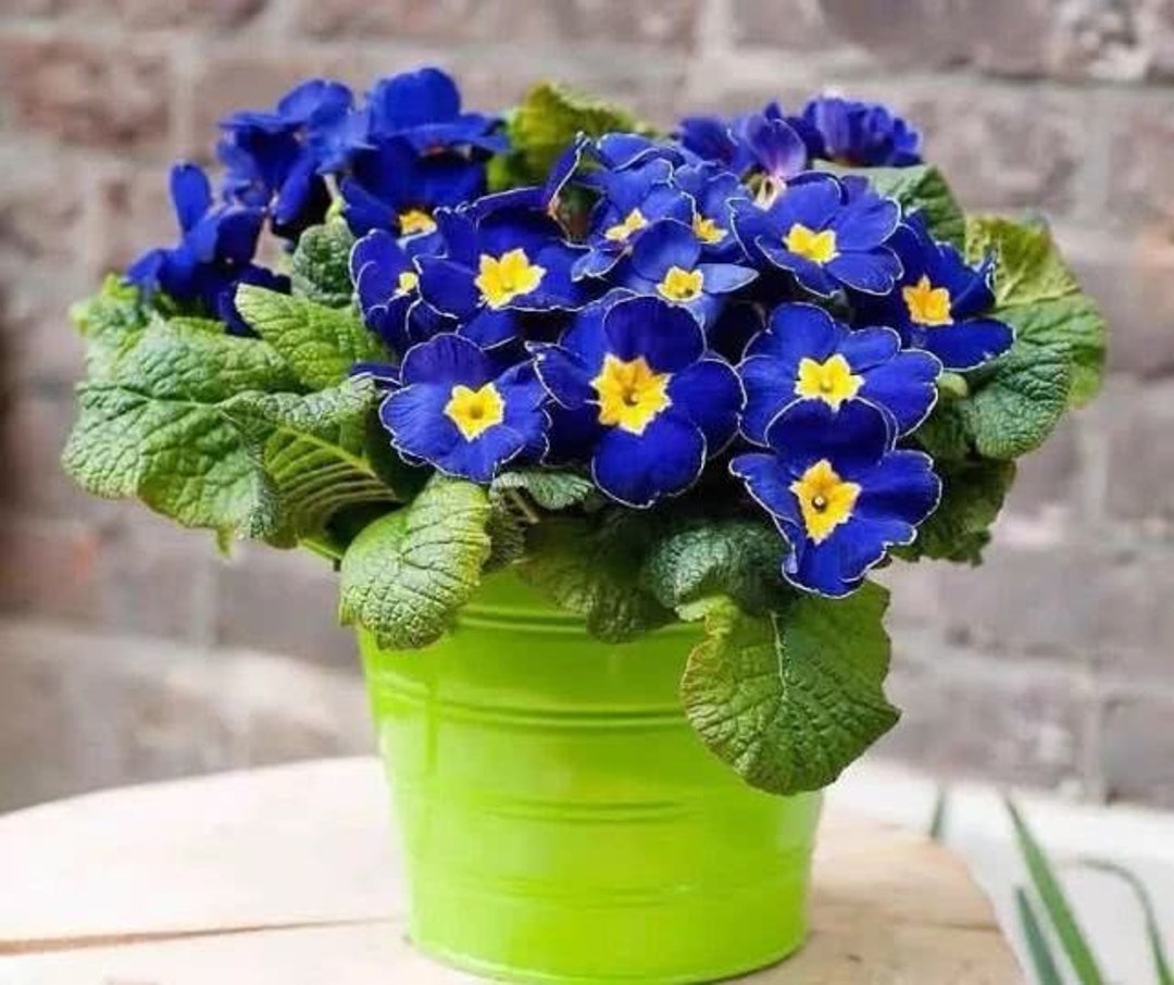 20 Primula Vulgaris Flower Seeds BW91055-10 - Etsy
