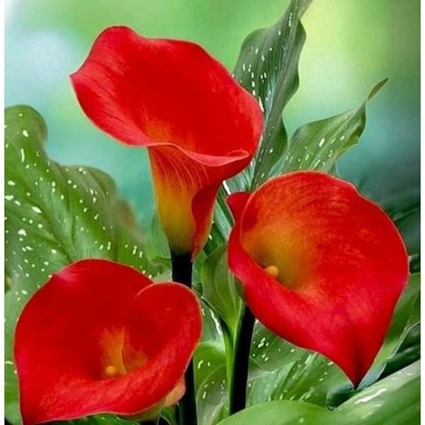 Red Calla Lily - Etsy
