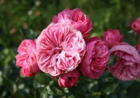 10 Rare Rose Flower Seeds BW94014 - Etsy