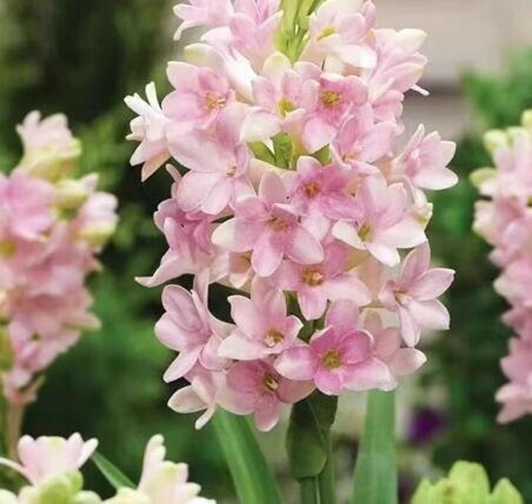 2 Polianthes Tuberosa Flower Bulbs F8002-384 - Etsy