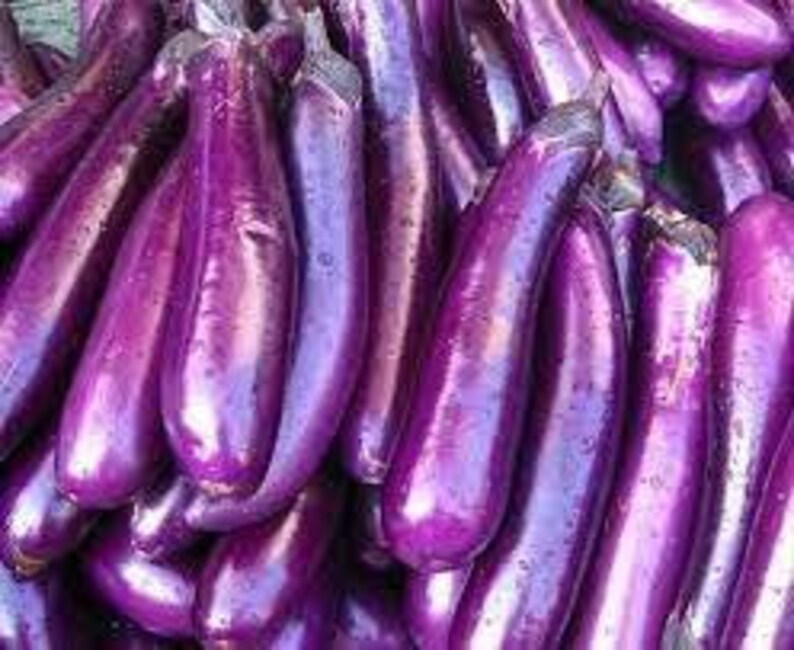 30 Long Purple Eggplant Seeds ADW9138 - Etsy