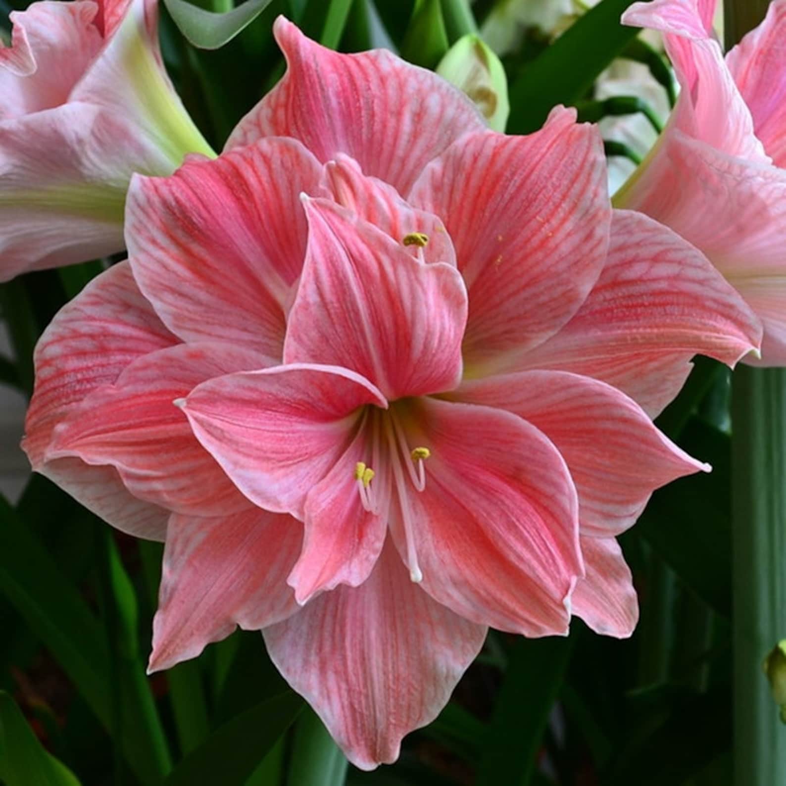 2 Amaryllis Vittata Bulbs FW95210-15 - Etsy