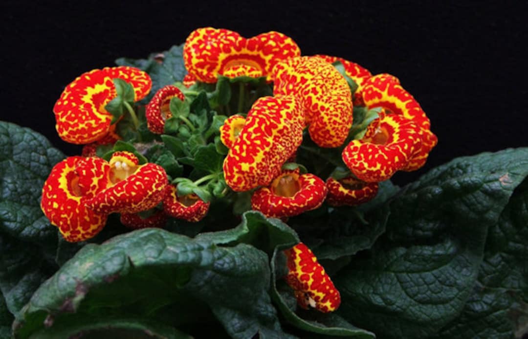 10 Rare Slipper Flower Fascination Flower Seeds EW91001-14 - Etsy