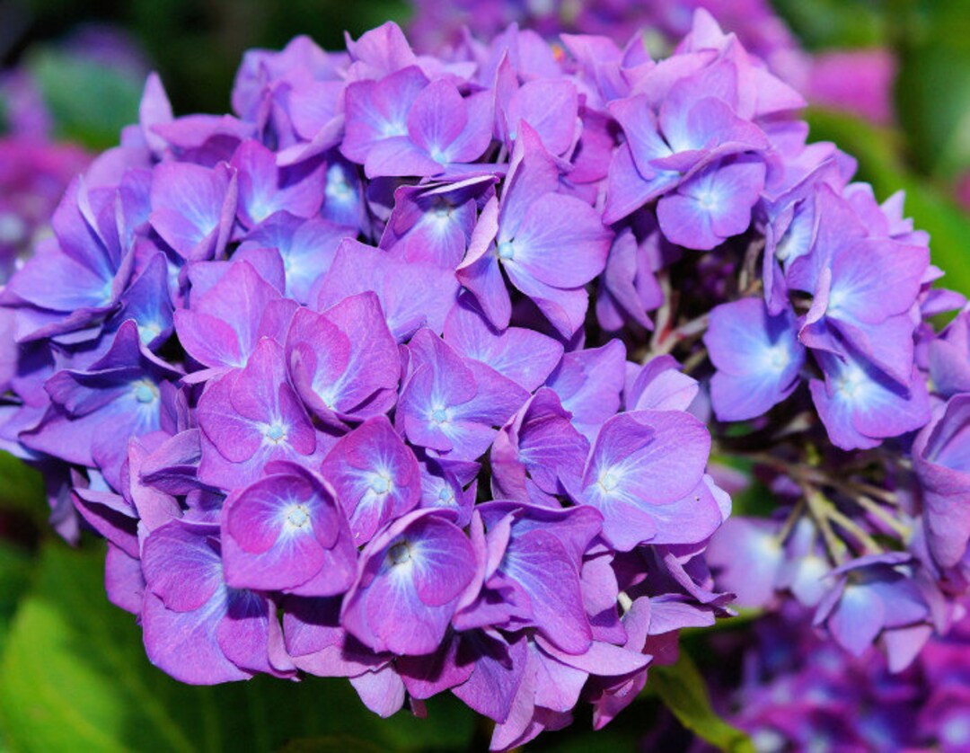 10 Rare Hydrangea Flower Seeds CW91072-35 - Etsy