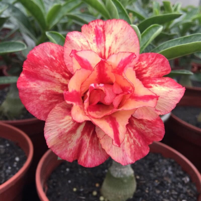 Rare Mini Desert Rose - Etsy