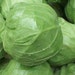 100 Danish Ball Head Cabbage Brassica Oleracea Seeds AW95001 - Etsy