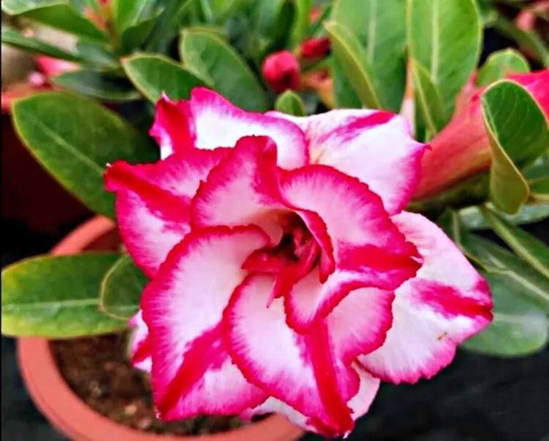 5 Rare Desert Rose Flowers Seeds FW94031 - Etsy