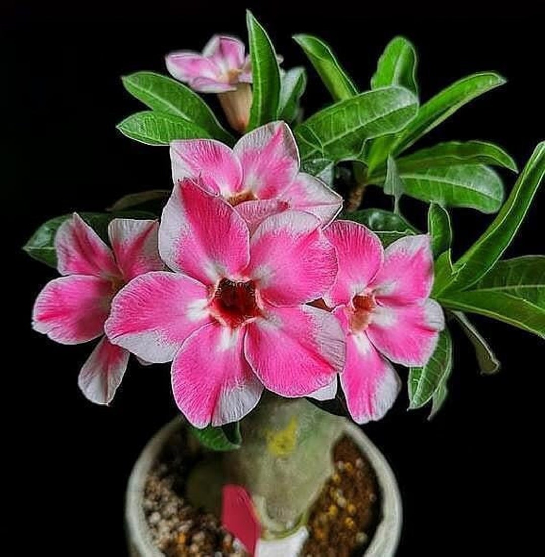 5 Rare Desert Rose Flowers Seeds FW95227-282 - Etsy