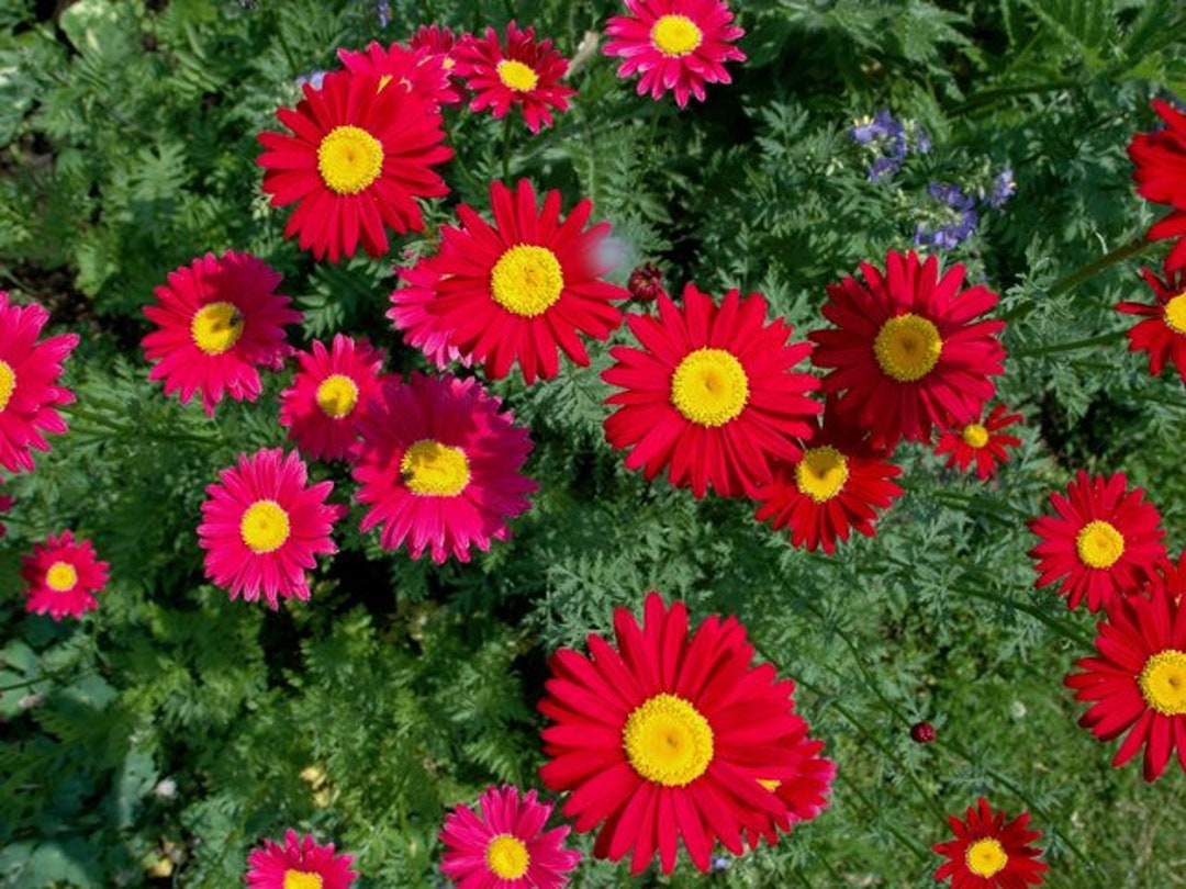 30 Robinsons Rose Daisy Pyrethrum Daisies BW91028 - Etsy