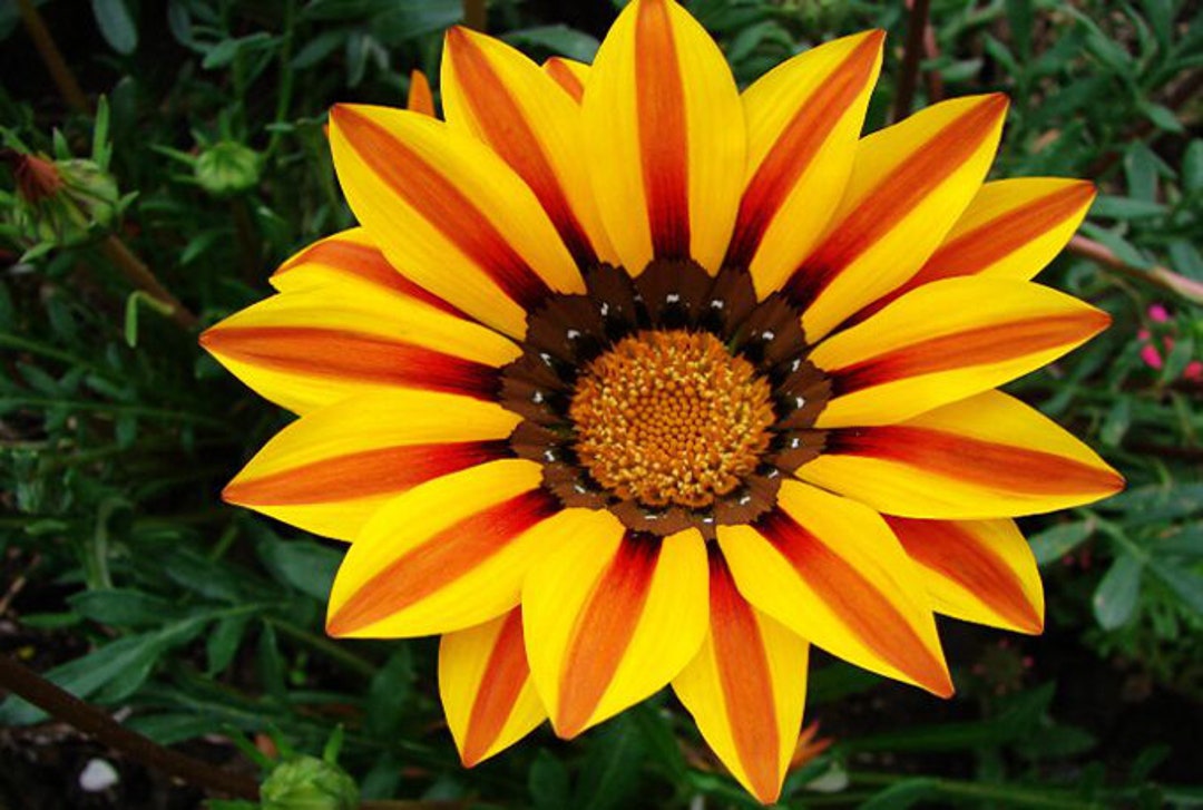 30 Gazania Seeds New Day Rose Stripe Seeds BW91018-2 - Etsy
