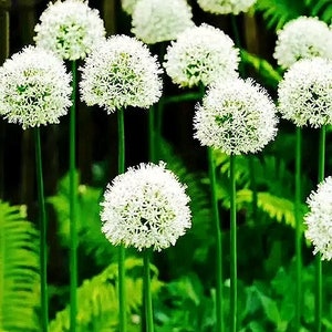 20 Giant Ball Onion Allium Christophii Huge Hardy Perennial Seeds ...