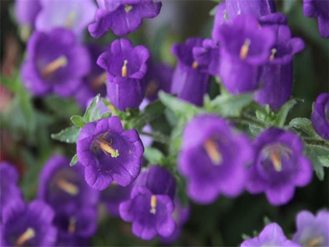 30 Bellflower Seeds Campanula Medium FW95211-1 - Etsy