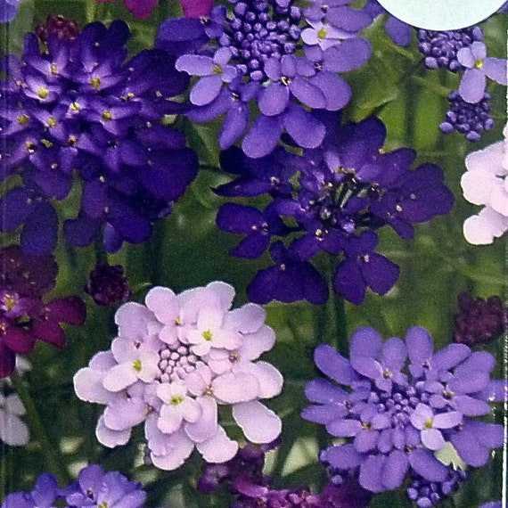 50 Candytuft Dwarf Fairy Mixed Flower Seeds BW91046 | Etsy