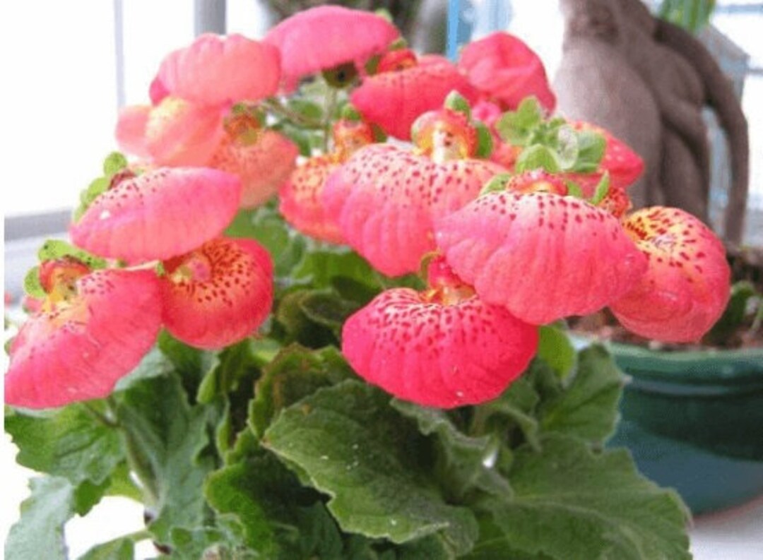 10 Rare Slipper Flower Fascination Flower Seeds EW91001-31 - Etsy