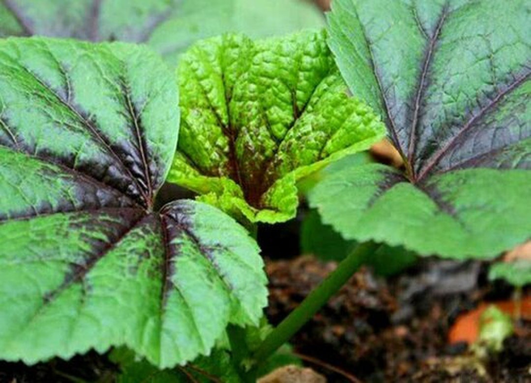 200 Chinese Mallow Seeds AW91015 - Etsy