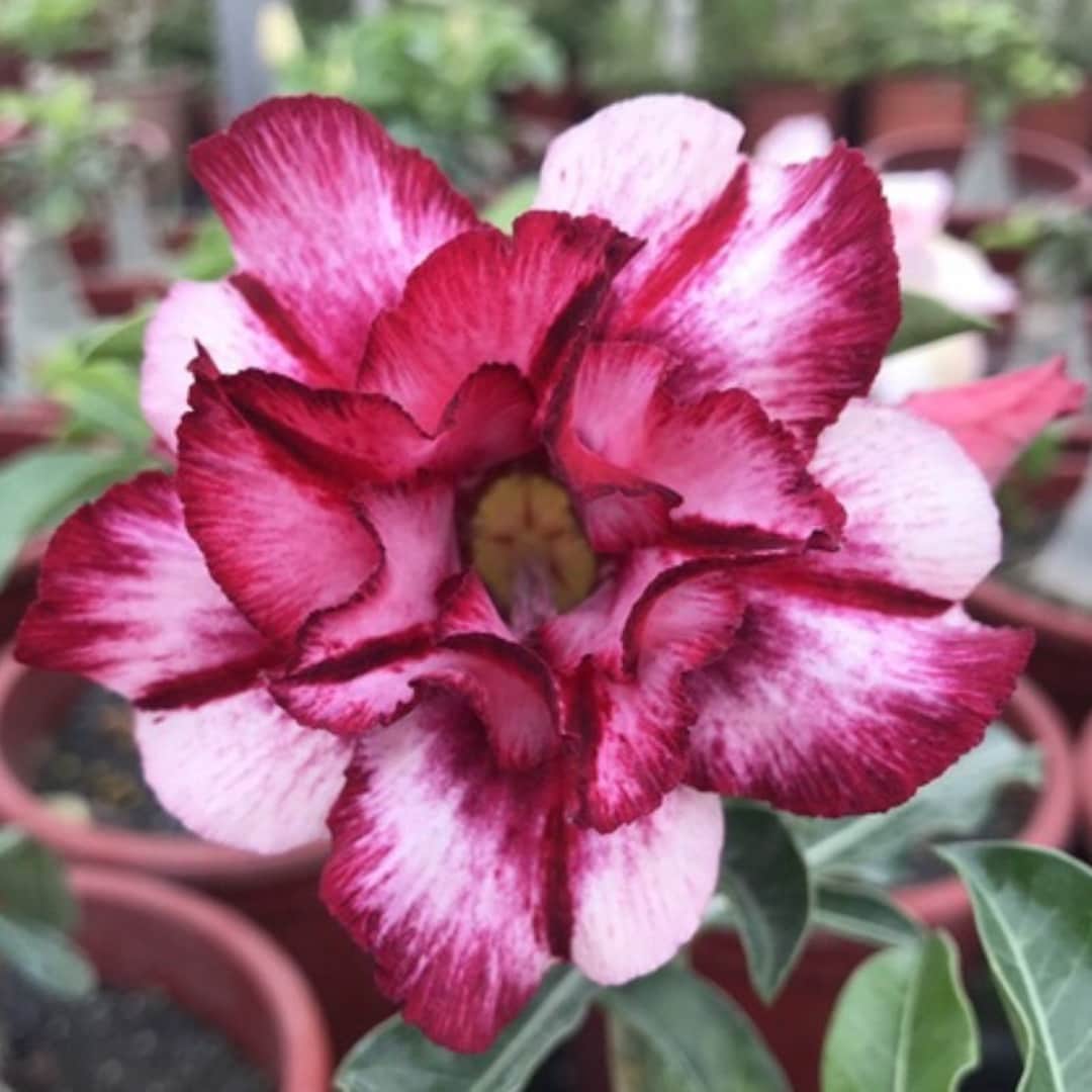 5 Rare Desert Rose Flowers Seeds FW94076 - Etsy