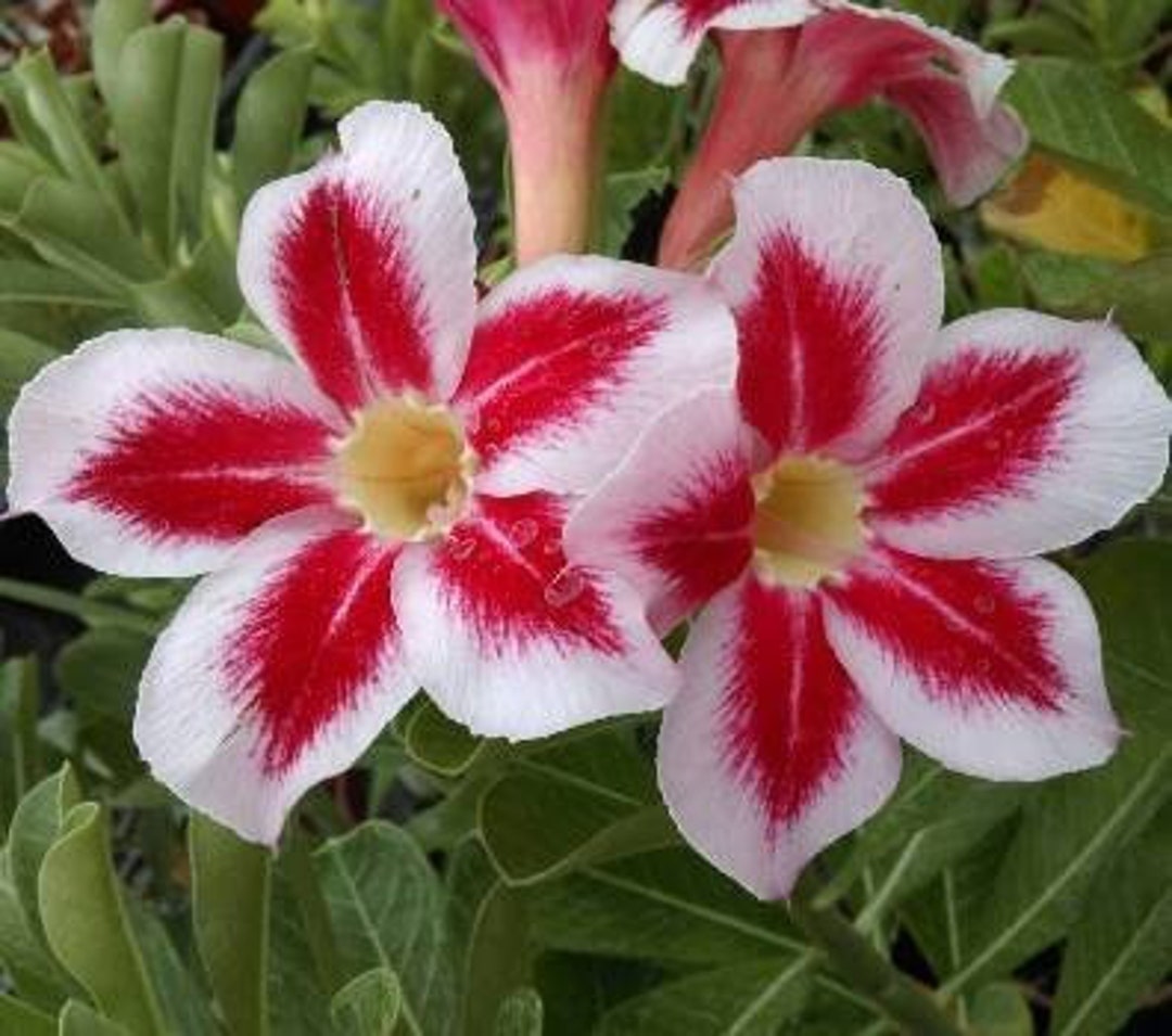 5 Rare Desert Rose Flowers Seeds FW95227-4 - Etsy
