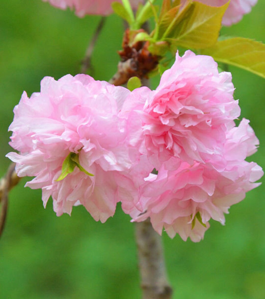 5 Double Cherry Blossoms Seeds FW95222-2 - Etsy