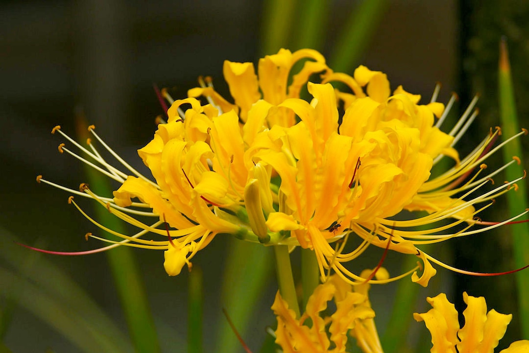 2 Lycoris Radiata Bulbs GW92008 - Etsy