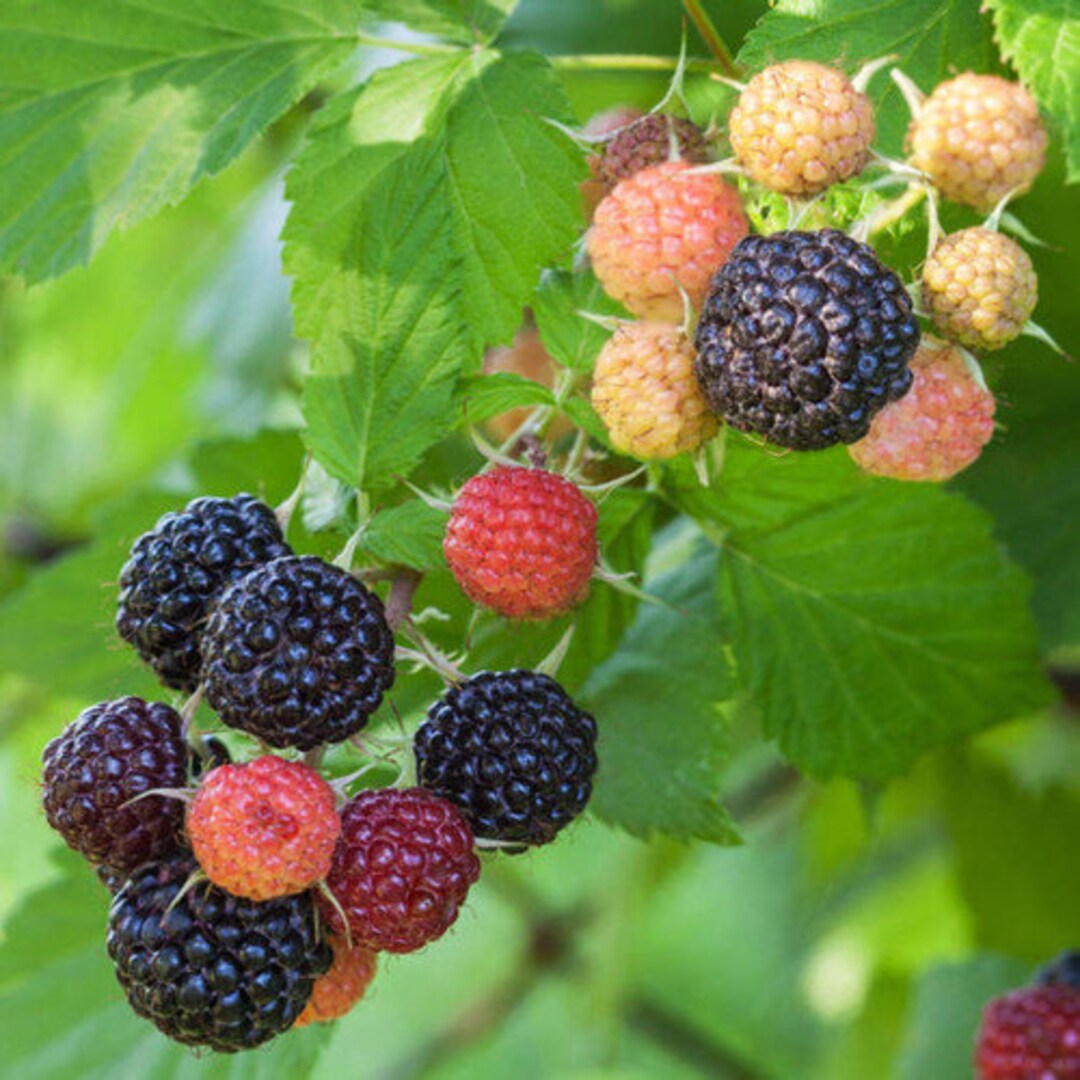 50 Black Raspberry Seeds TW91008 - Etsy