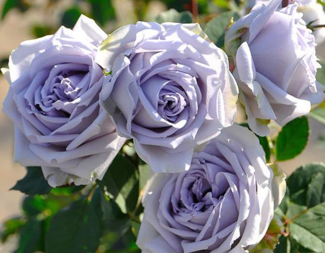 10 Rare Rose Flower Seeds BW94013-304 - Etsy