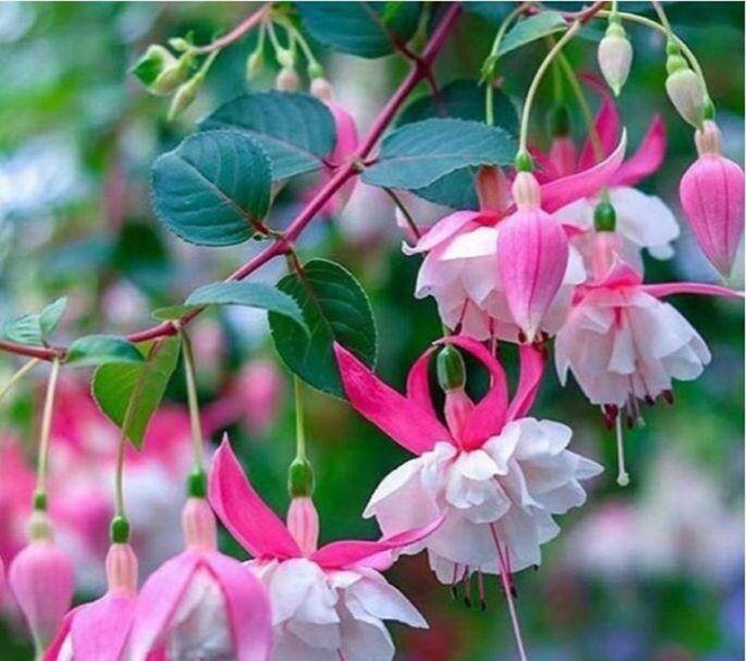 50 Fuchsia Flower Seeds FW95226-54 - Etsy