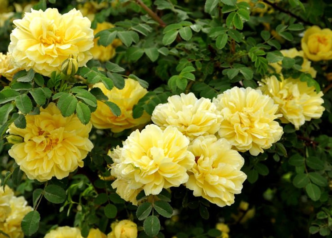 10 Yellow CLIMBING ROSE Rosa Bush Seeds EW91008 - Etsy