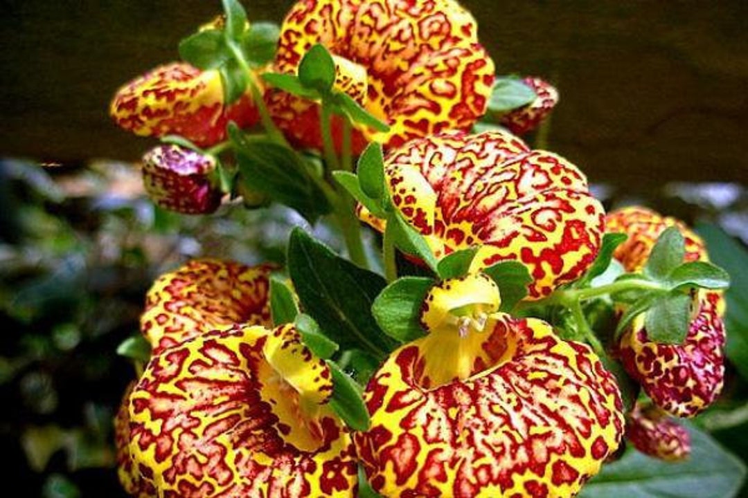 10 Rare Slipper Flower Fascination Flower Seeds EW91001-26 - Etsy