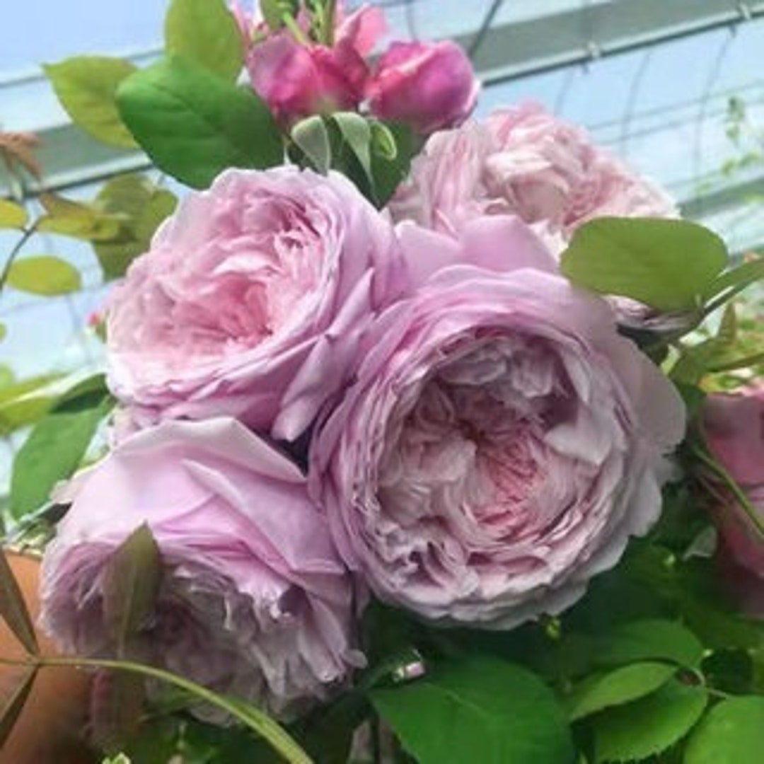 10 ROSE Rosa Bush Flower Seeds BW97001-41 - Etsy