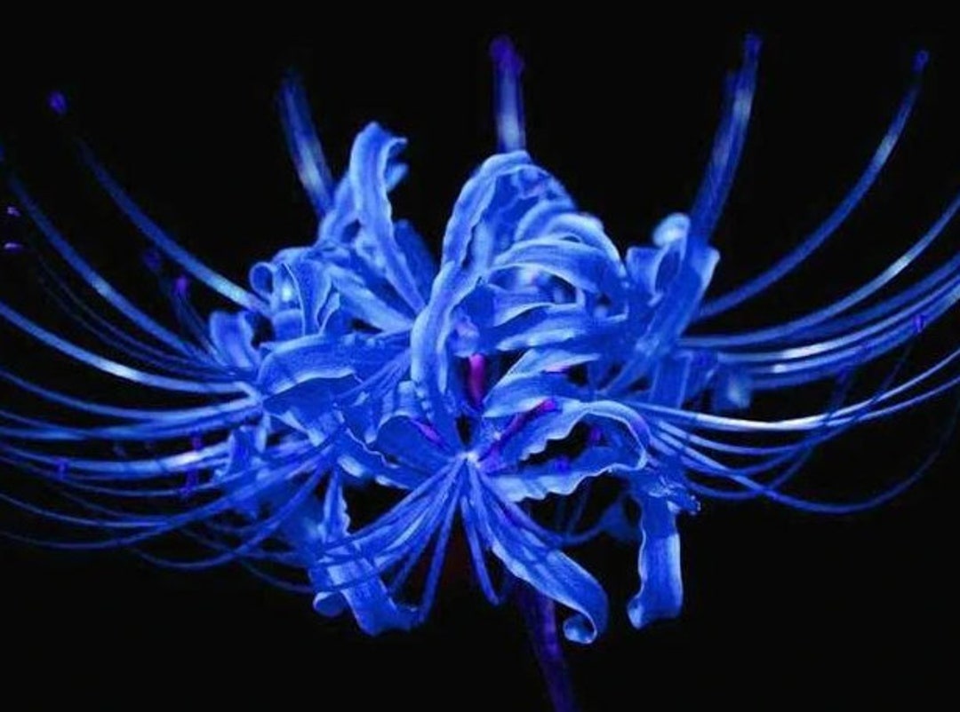 2 bombillas azul Lycoris radiata FW95218-4 - Etsy México