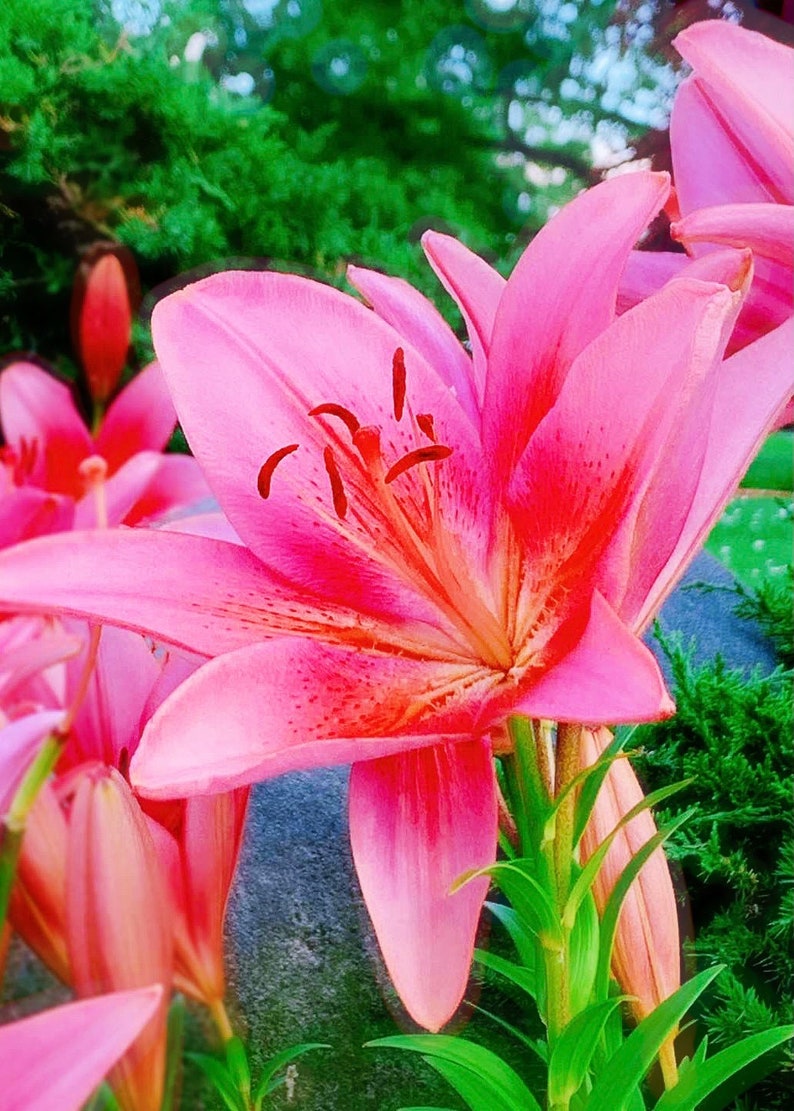 2 Rose Lily Flower Bulbs F5213-41 - Etsy