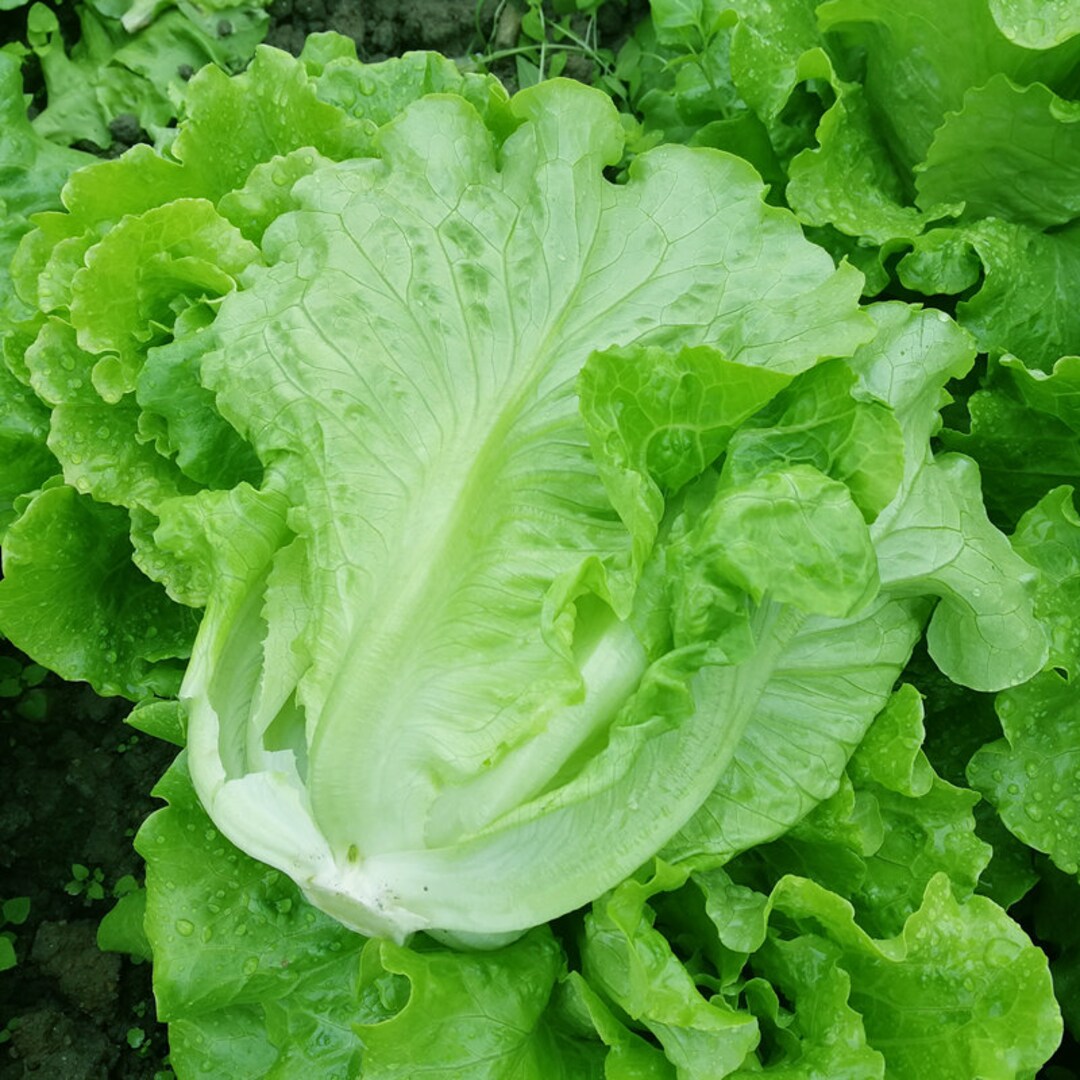 500 Little Gem Lettuce Small Romaine Butterhead Seeds VW91036 - Etsy