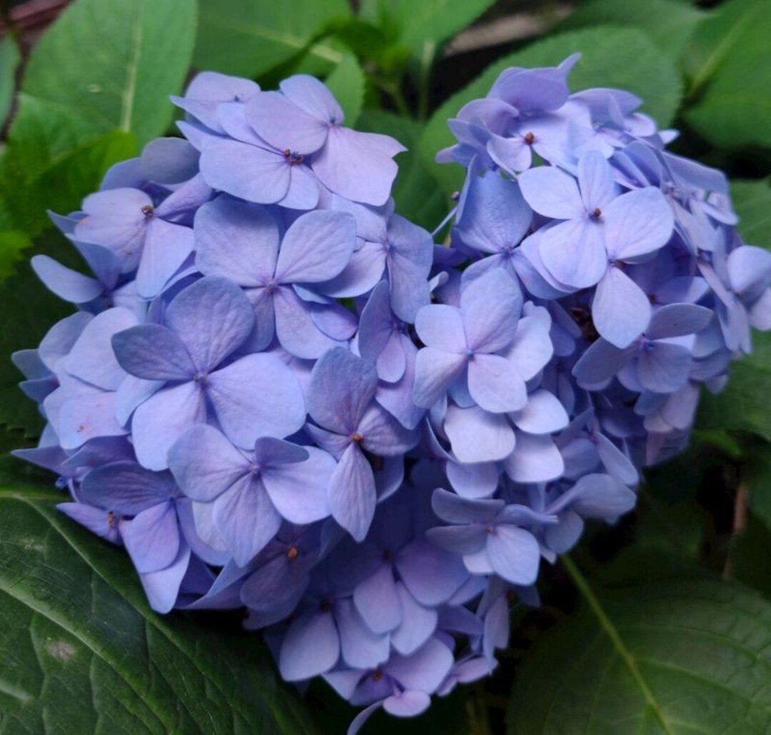10 Rare Hydrangea Flower Seeds CW91072-5 - Etsy
