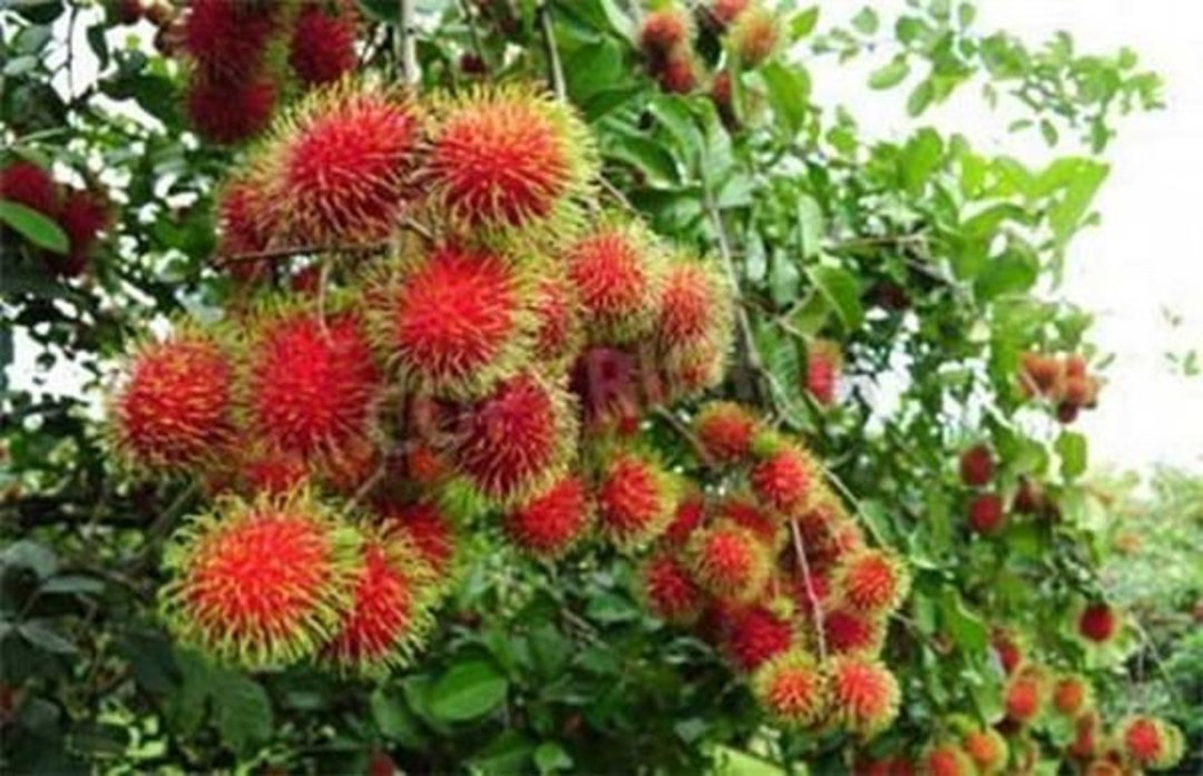 5 Rambutan Seeds HW94003 - Etsy