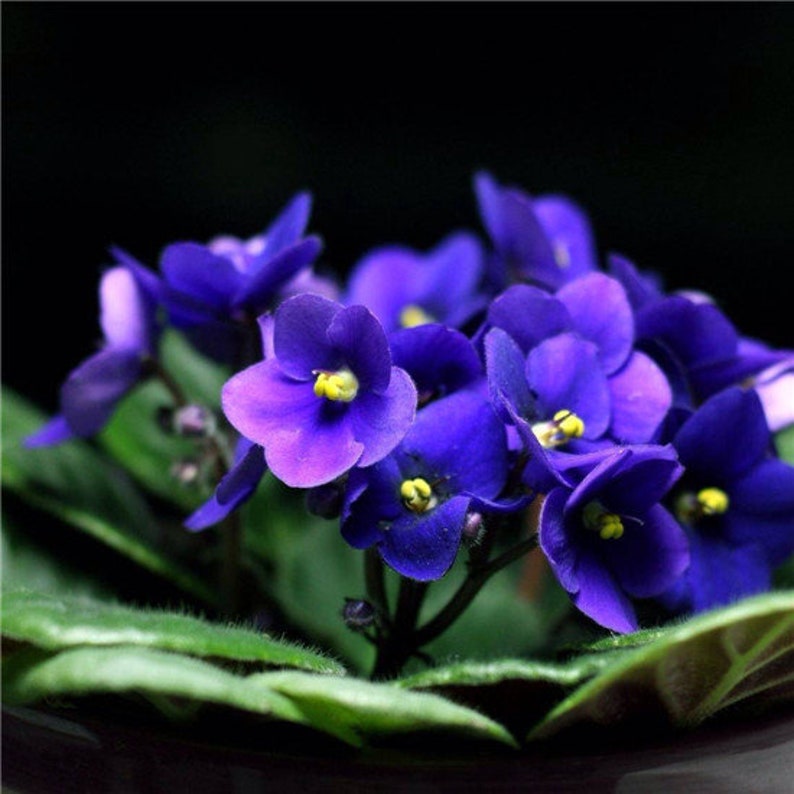 50 African Violet Flowers Seeds BW9081-5 - Etsy