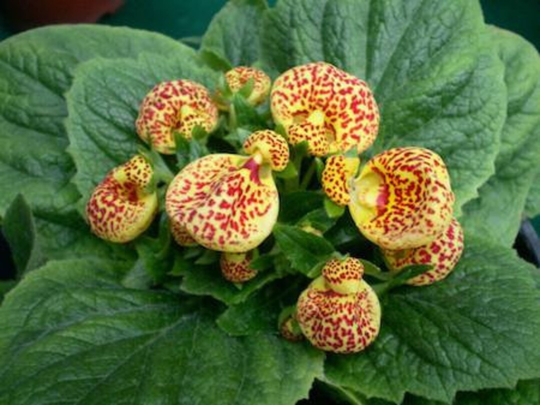 10 Rare Slipper Flower Fascination Flower Seeds EW91001-16 - Etsy