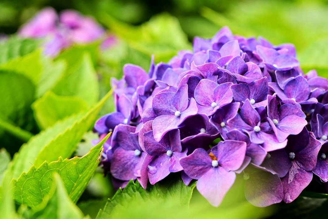 10 Rare Hydrangea Flower Seeds CW91072-8 - Etsy